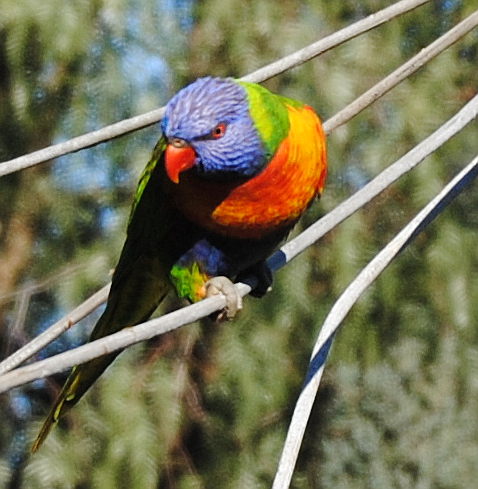 On my clothesline: lorikeets & finches | Christine R