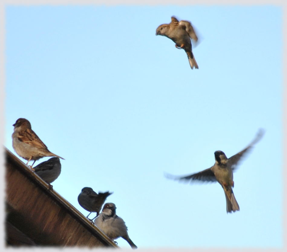 Sparrows at play | Christine R
