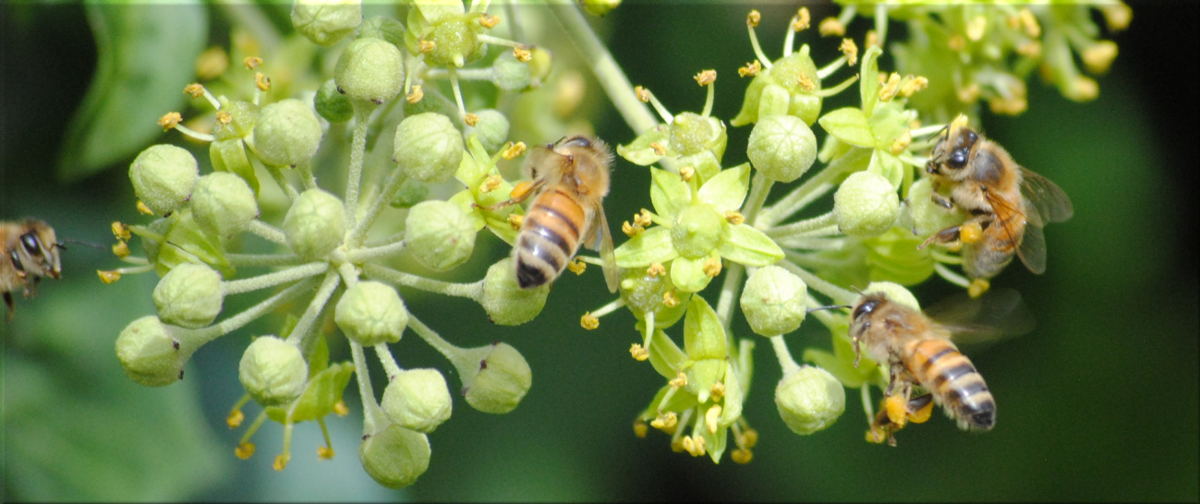 Ivy Blooms & Honey Bees | Christine R