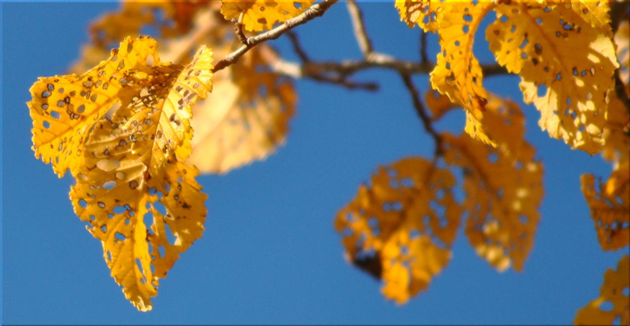 Lacy Elm Leaves | Christine R