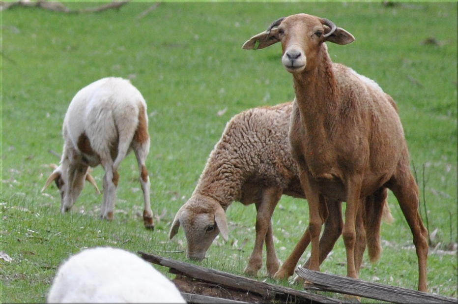 How to tell a sheep from a goat? | Christine R
